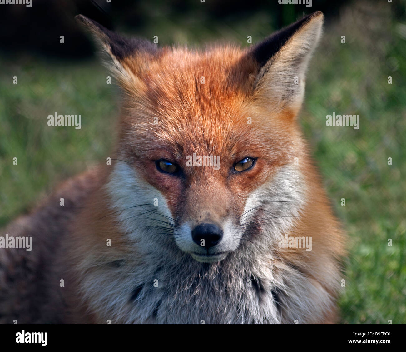 Red tailed fox hi-res stock photography and images - Alamy