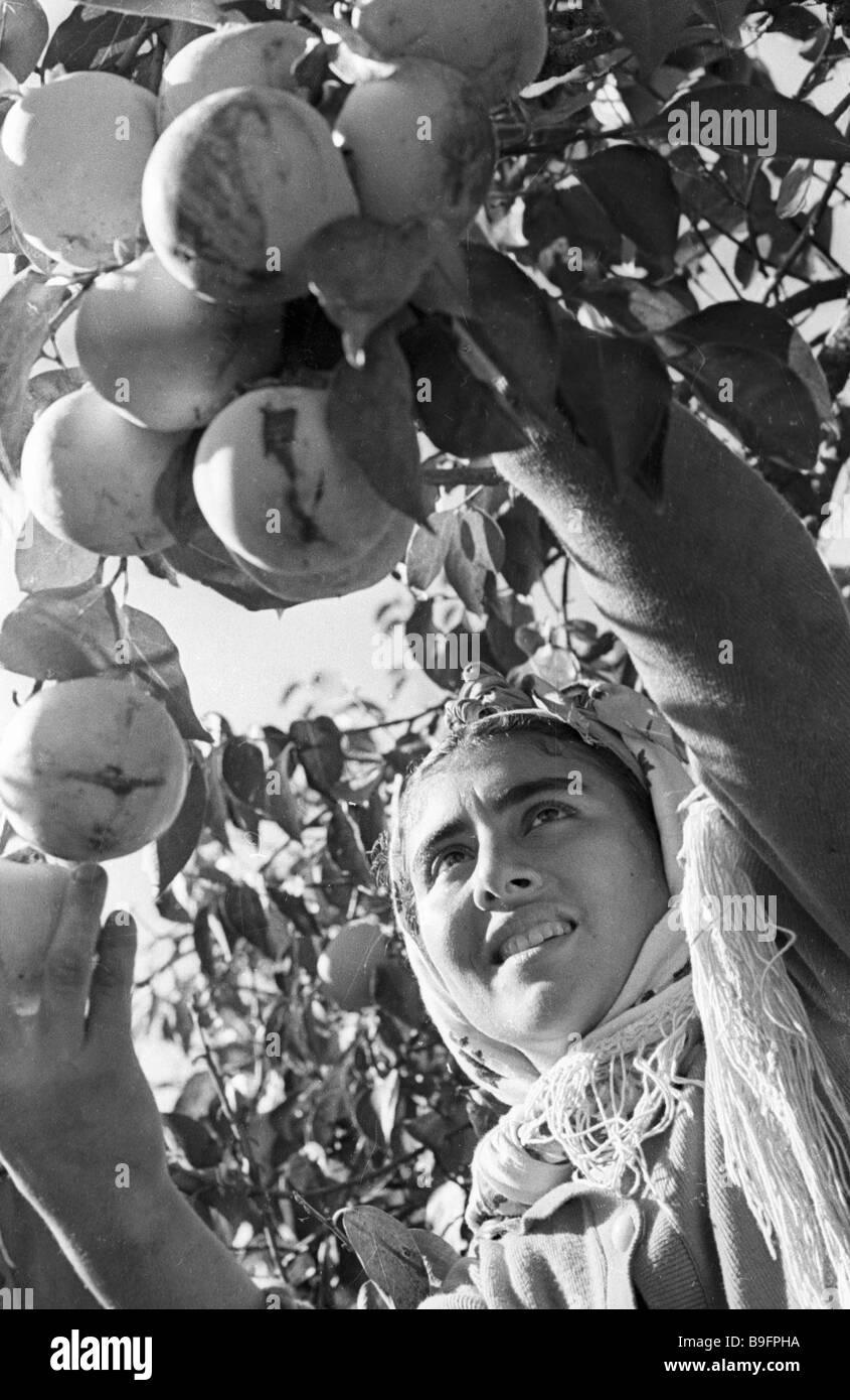 State farm worker picking apples Stock Photo - Alamy