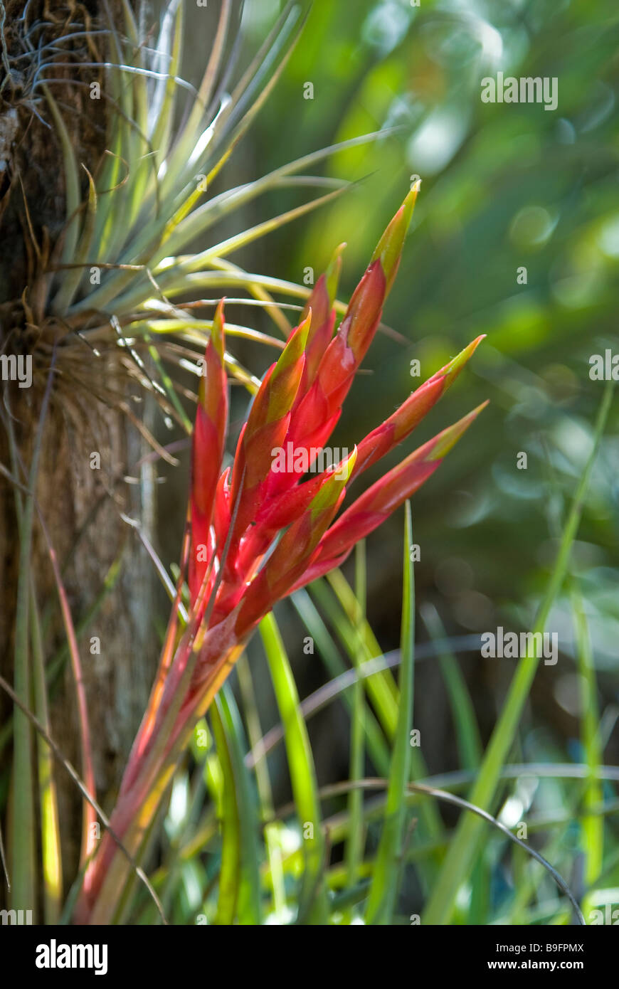 A Wild Pine or Quill Leaf air plant flowers in bald cypress grove in ...
