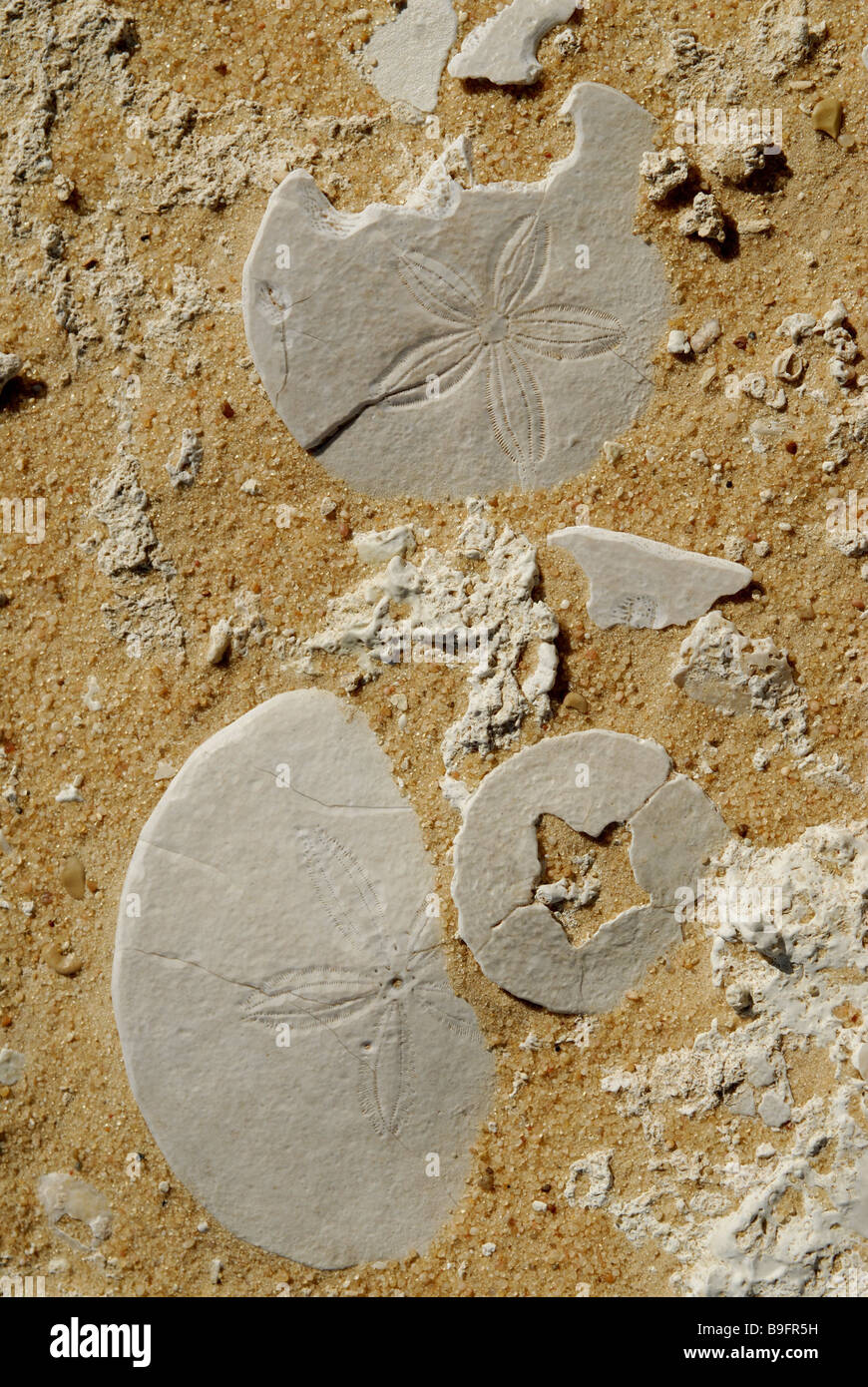 Egypt sand-ground fossil starfishes top view Africa sand desert-ground ...