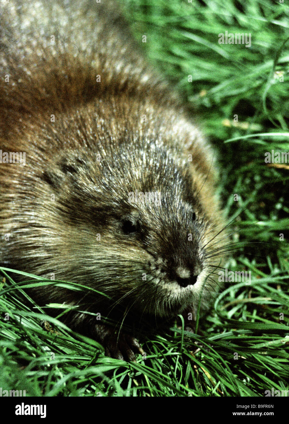 Water rat inhabiting Belovezha forest reserve Stock Photo - Alamy