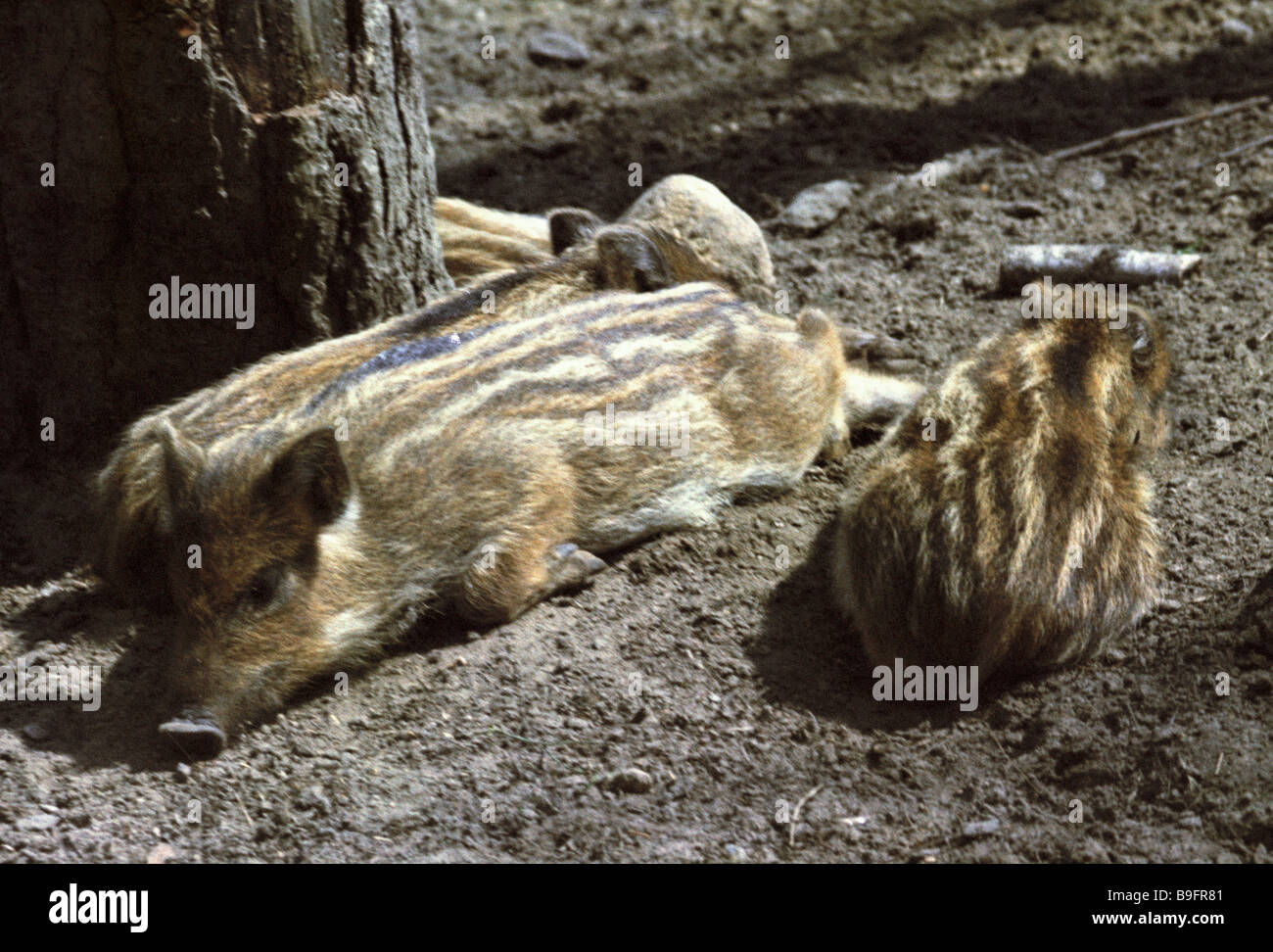 Wild boar piglets at the Belovezhskaya Pushcha nature reserve Stock ...