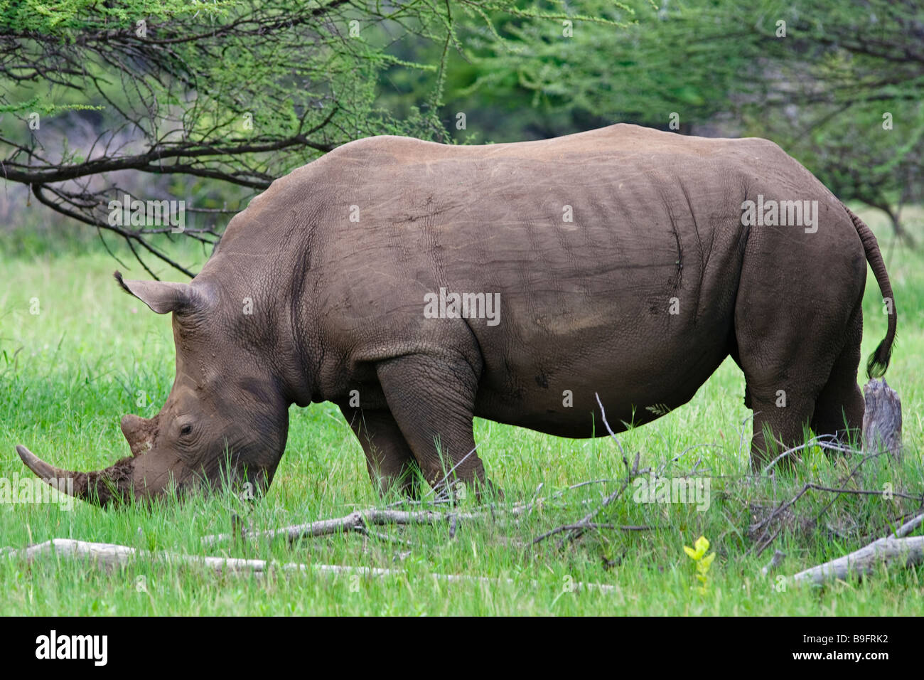 Rhino feeding hi-res stock photography and images - Alamy