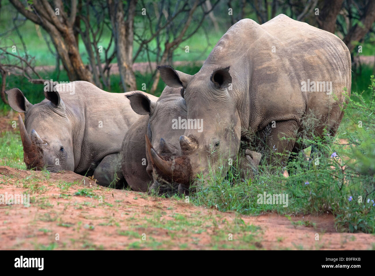 Group of rhino hi-res stock photography and images - Alamy