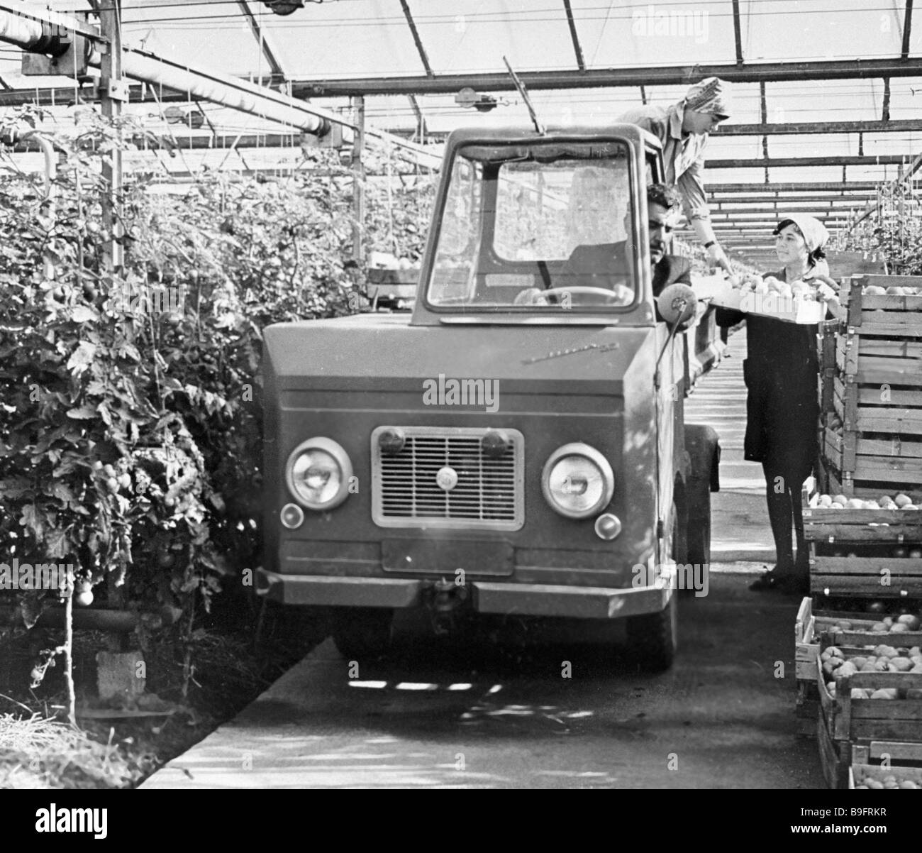 Workers of vegetable compound loading vegetables into truck Stock Photo ...