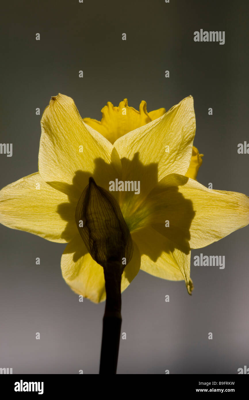 Sunlit daffodil, from behind Stock Photo - Alamy