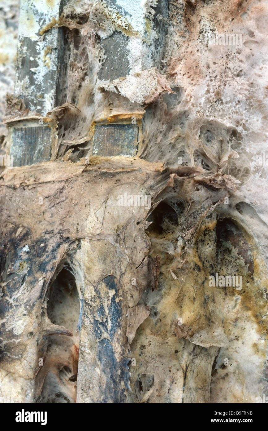 Dry rot in house hi-res stock photography and images - Alamy