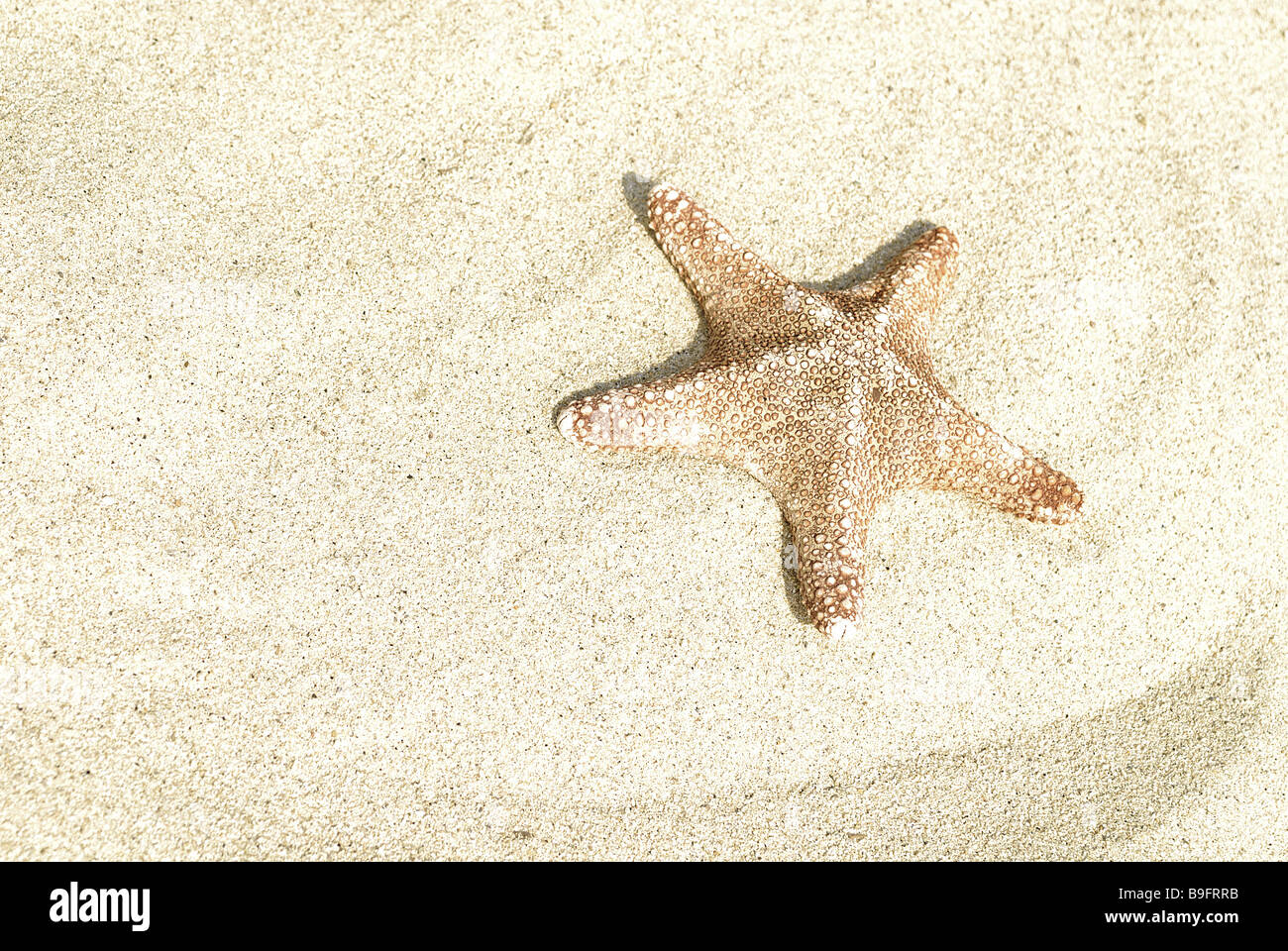 Finding Starfish High Resolution Stock Photography and Images - Alamy