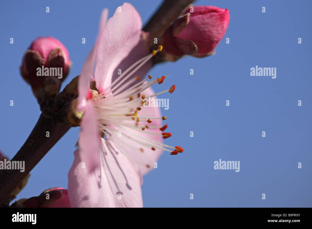 Almond-tree branch bloom buds close-up Stock Photo - Alamy