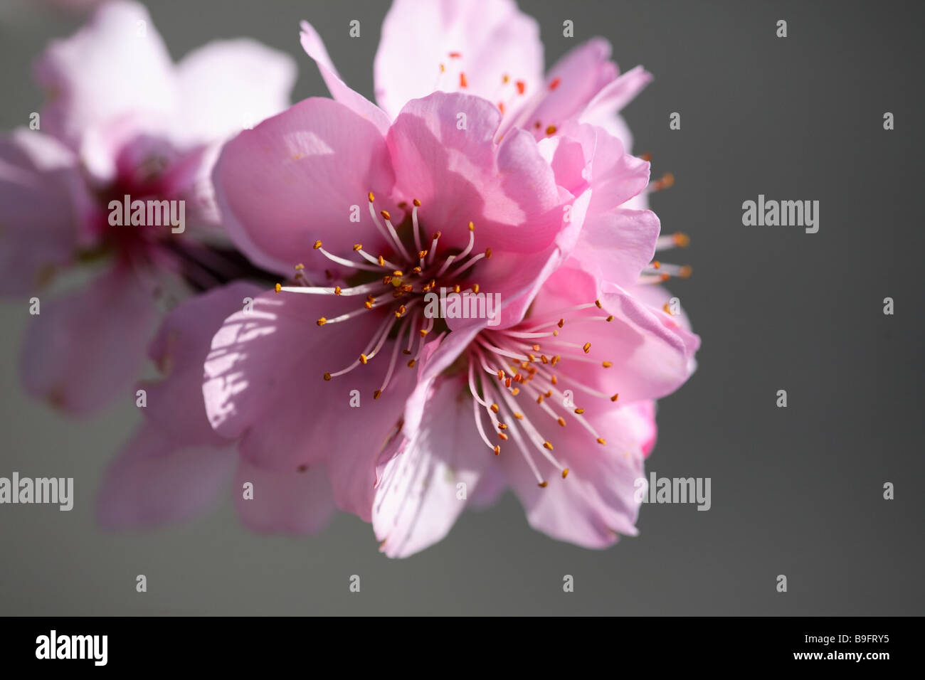 Almond-tree branch bloom close-up Stock Photo - Alamy