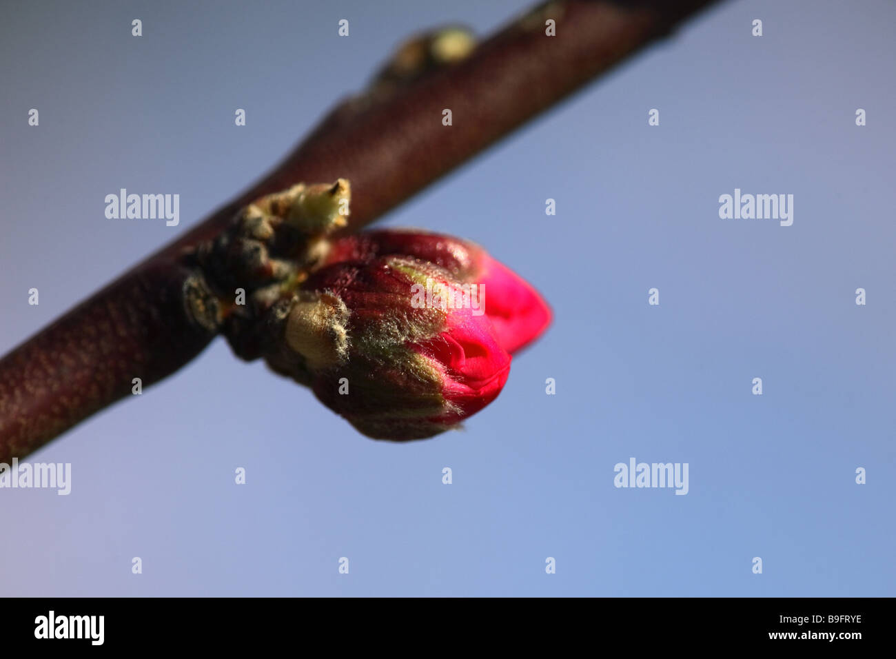 Almond-tree branch bud close-up Stock Photo - Alamy