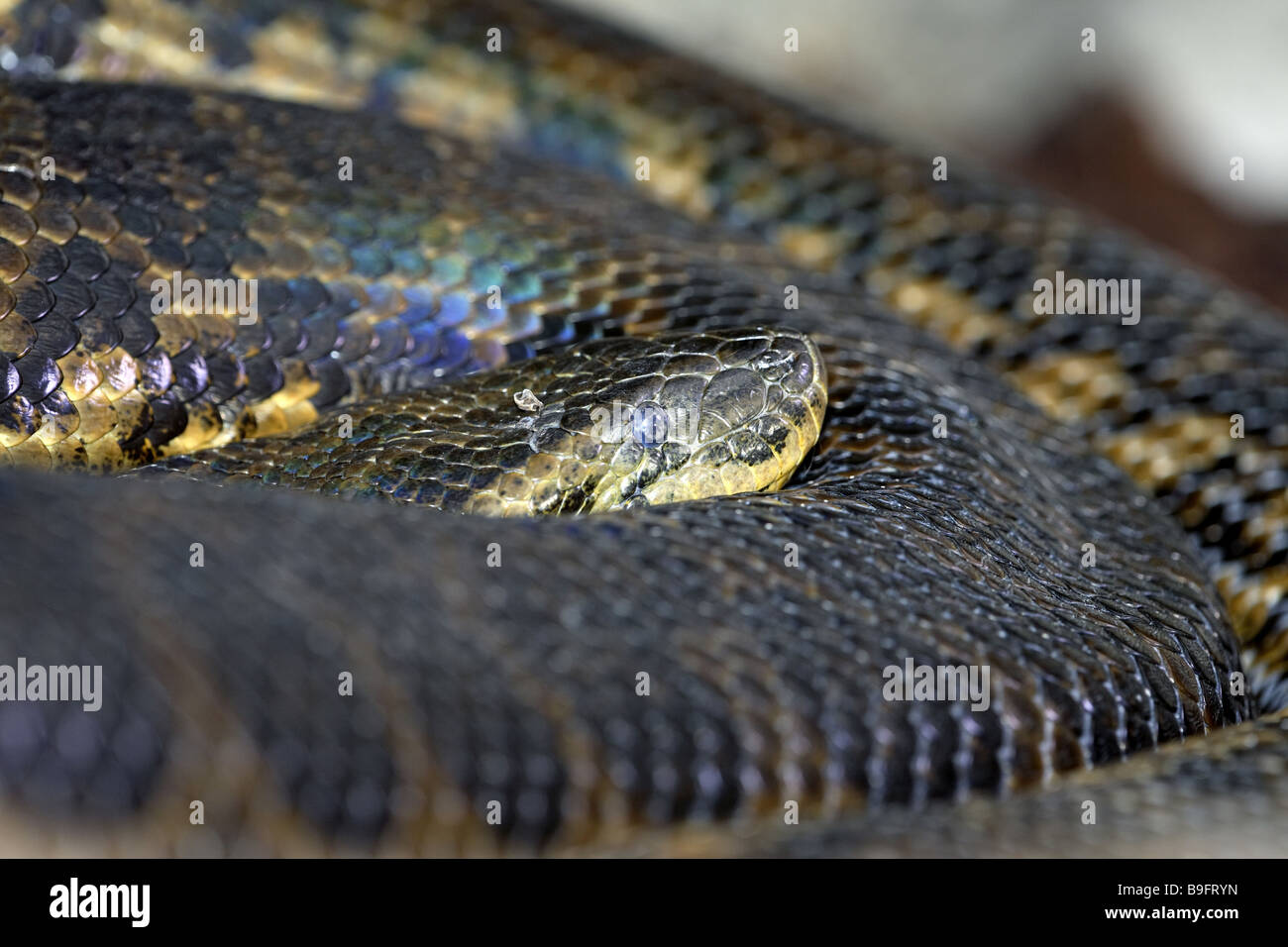 Anaconda Phase High Resolution Stock Photography and Images - Alamy