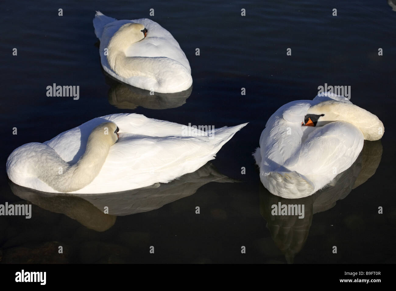 Hump-swans Cygnus olor water-surface sleeping rests Cygnus olor three ...