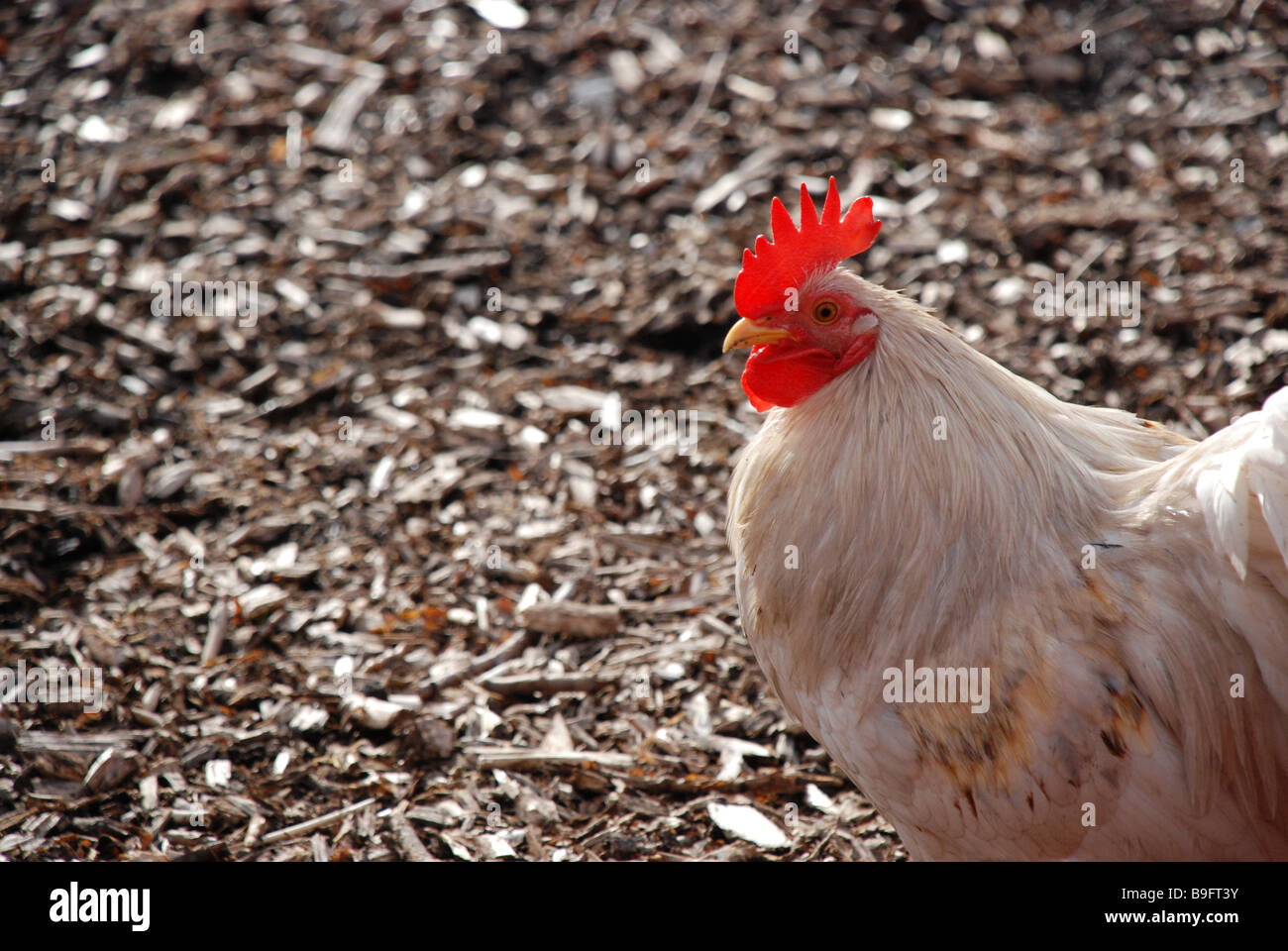 A white chicken in a farm yard Stock Photo - Alamy