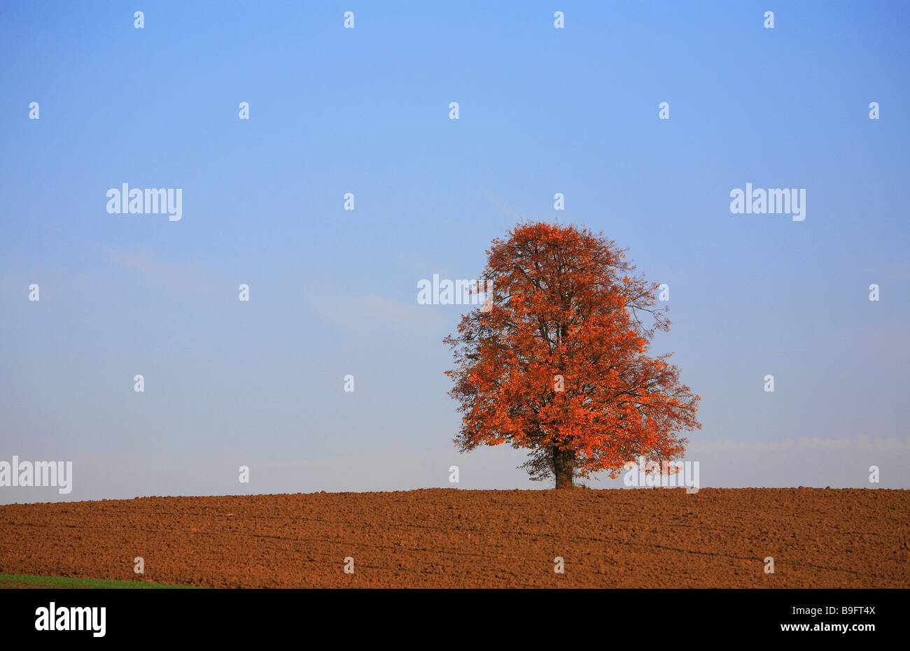 Limetree in autumn Stock Photo - Alamy