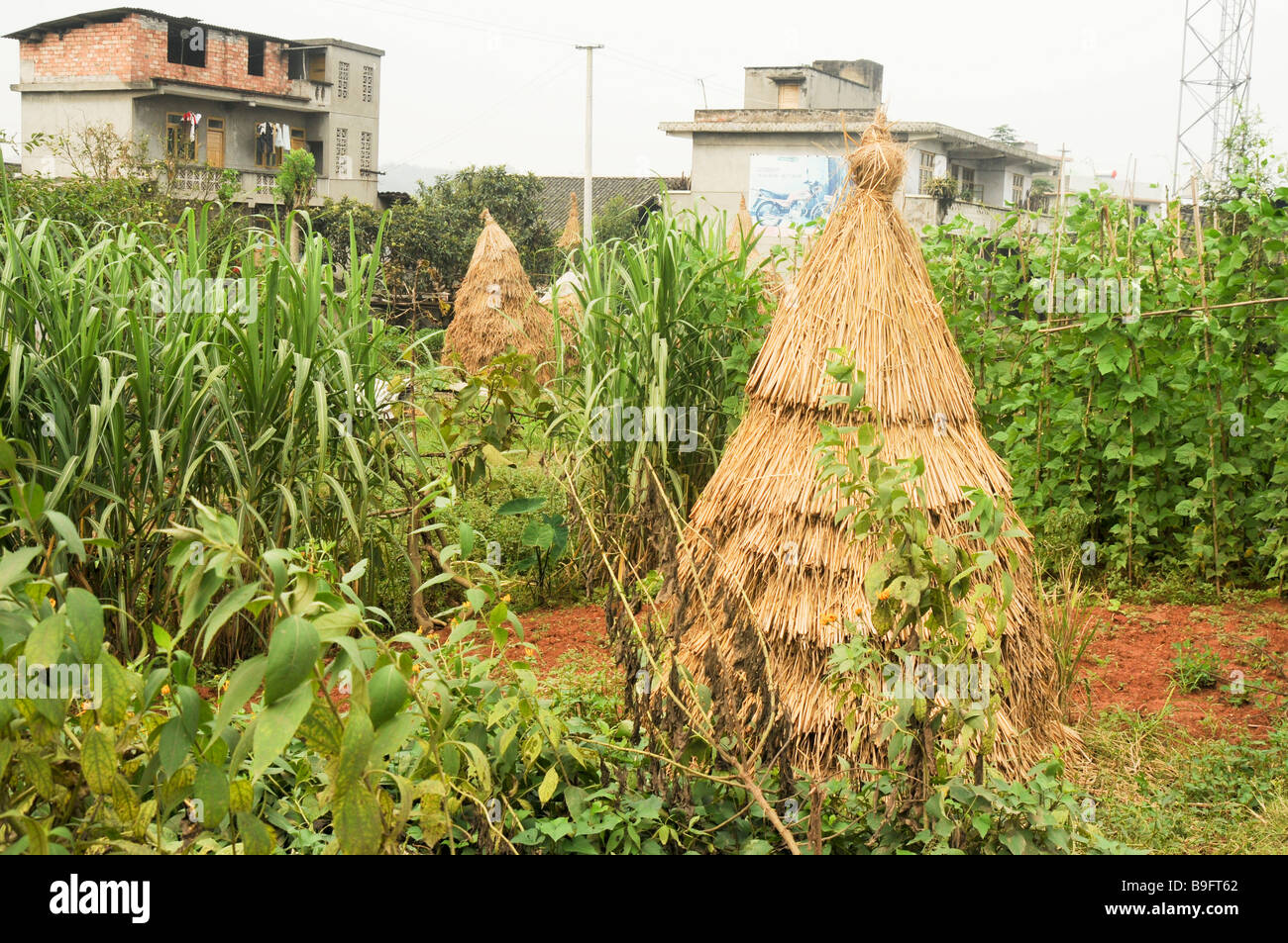 China rural agriculture hi-res stock photography and images - Alamy