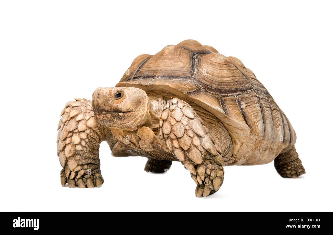 African Spurred Tortoise also know as African Spur Thigh Tortoise ...