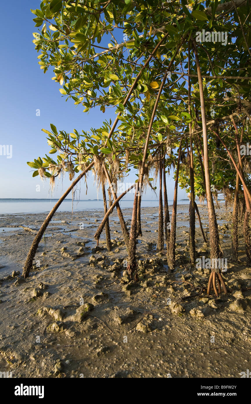 Red mangrove tree prop roots at low tide along Florida Bay Everglades ...