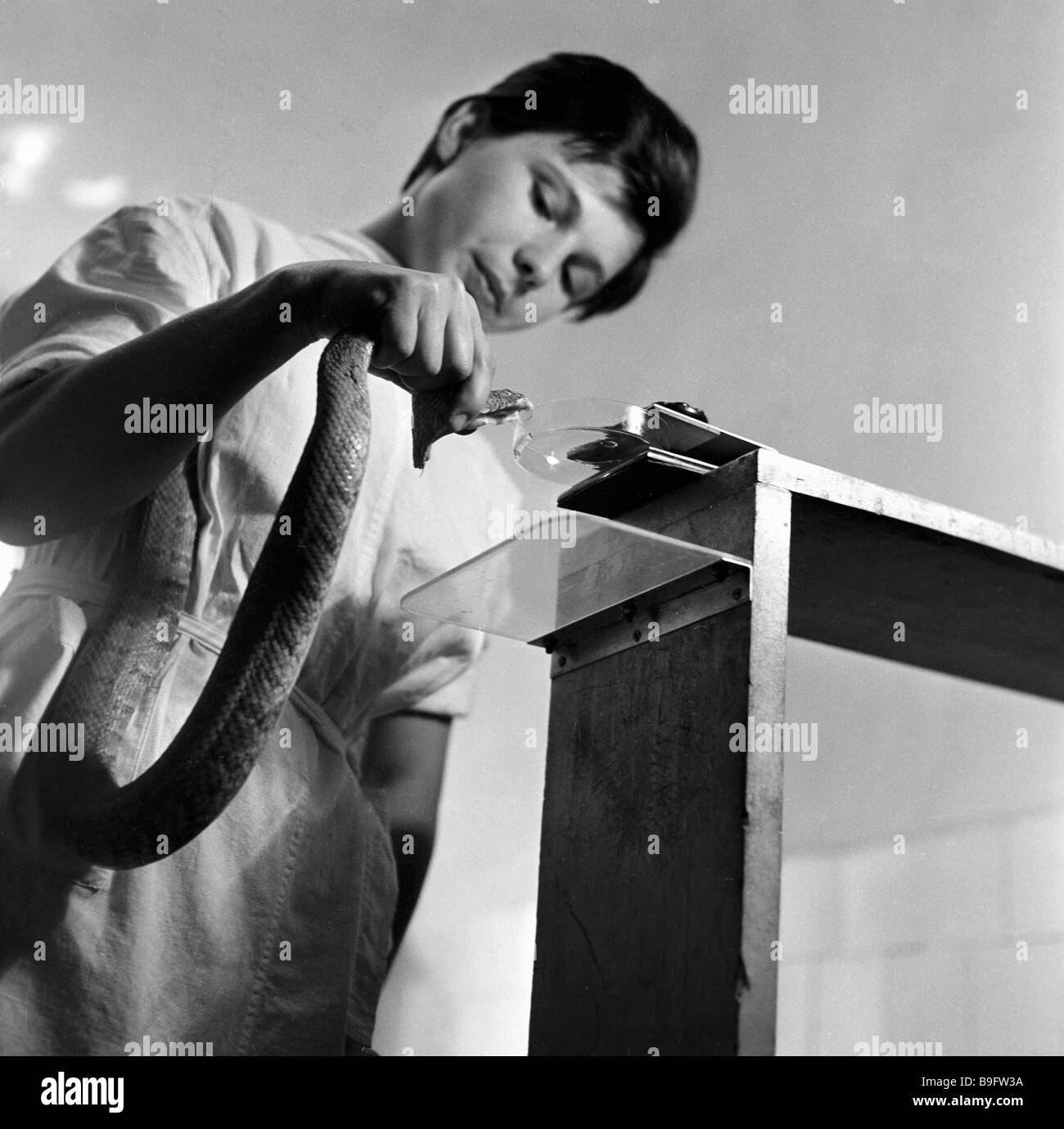 Extracting venom from a blunt nosed viper at a venom extracting ...