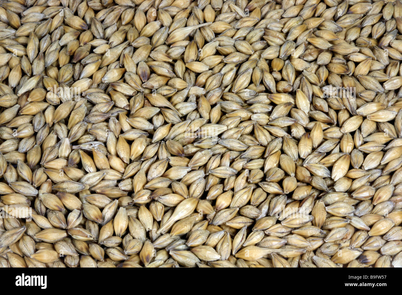 Background of the barley grain for sowing Stock Photo - Alamy