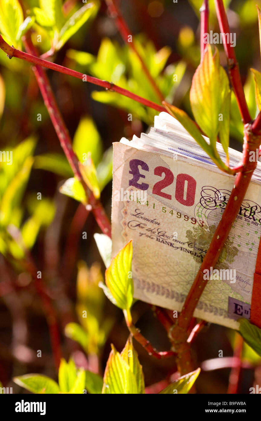 Money tree pounds hi-res stock photography and images - Alamy