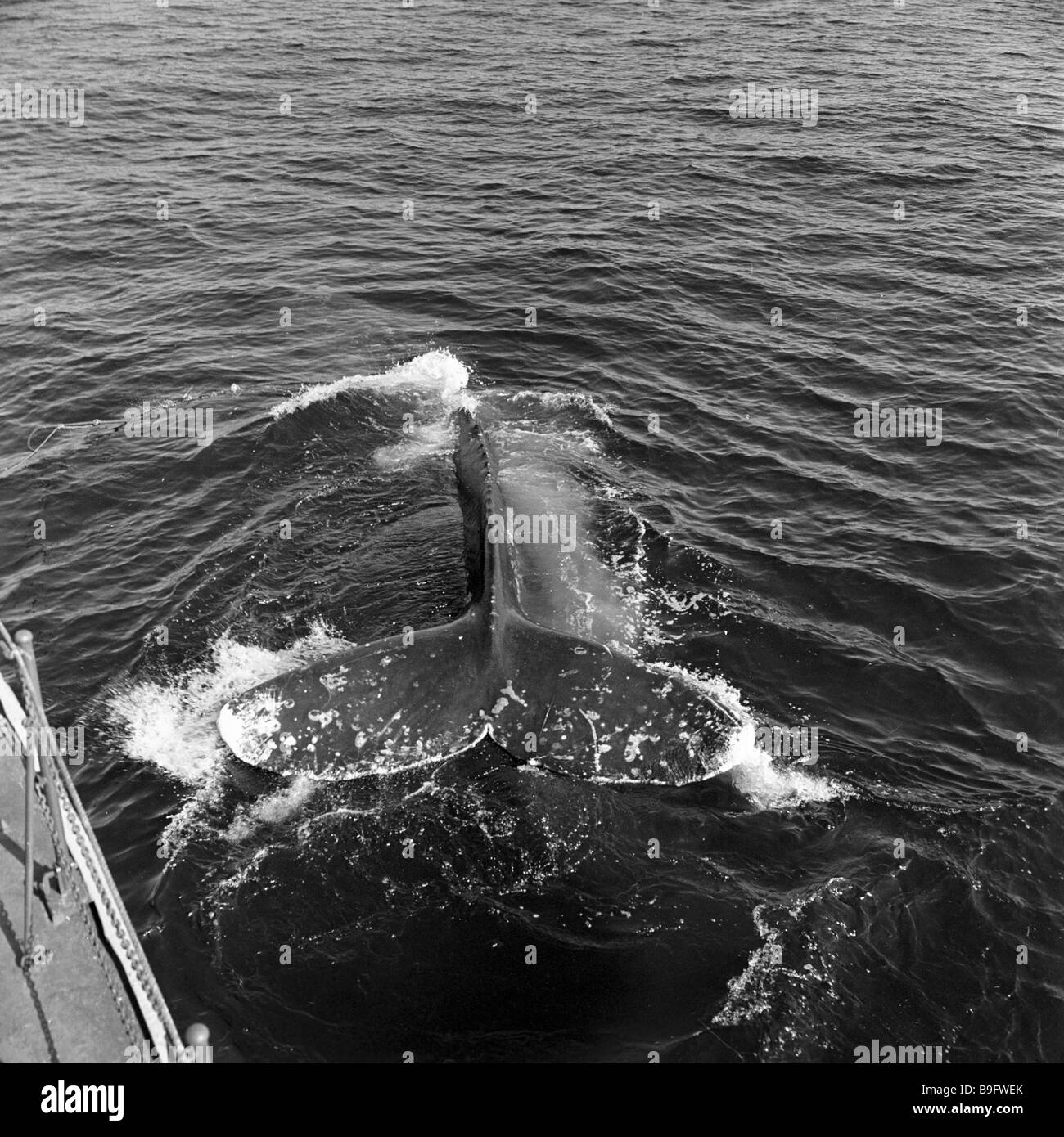 A harpooned whale swimming beside the whaling boat Stock Photo - Alamy