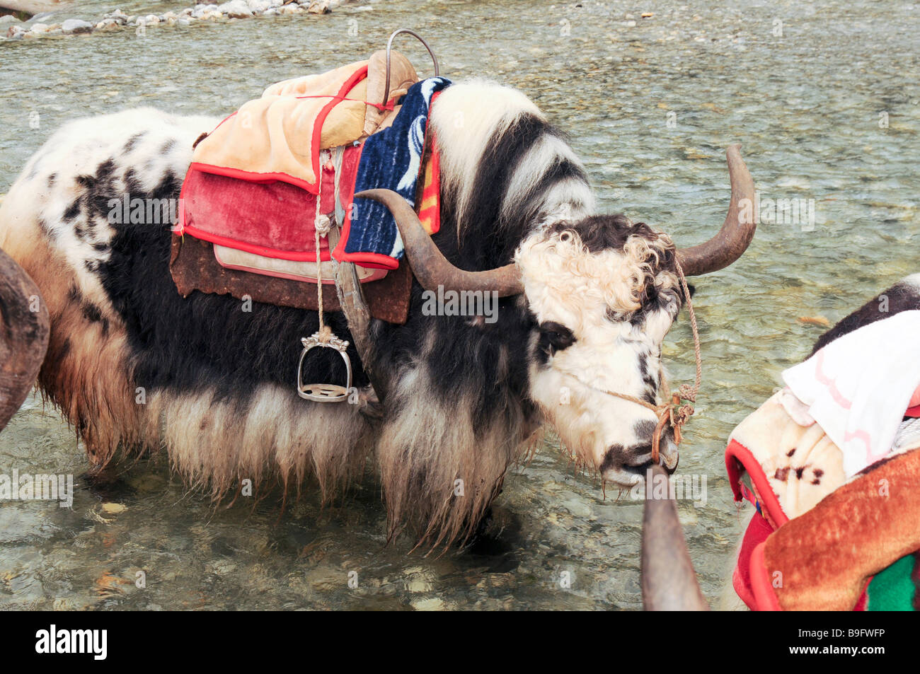 China Yunnan province Lijiang A herd of Tibetan yaks crossing a river ...