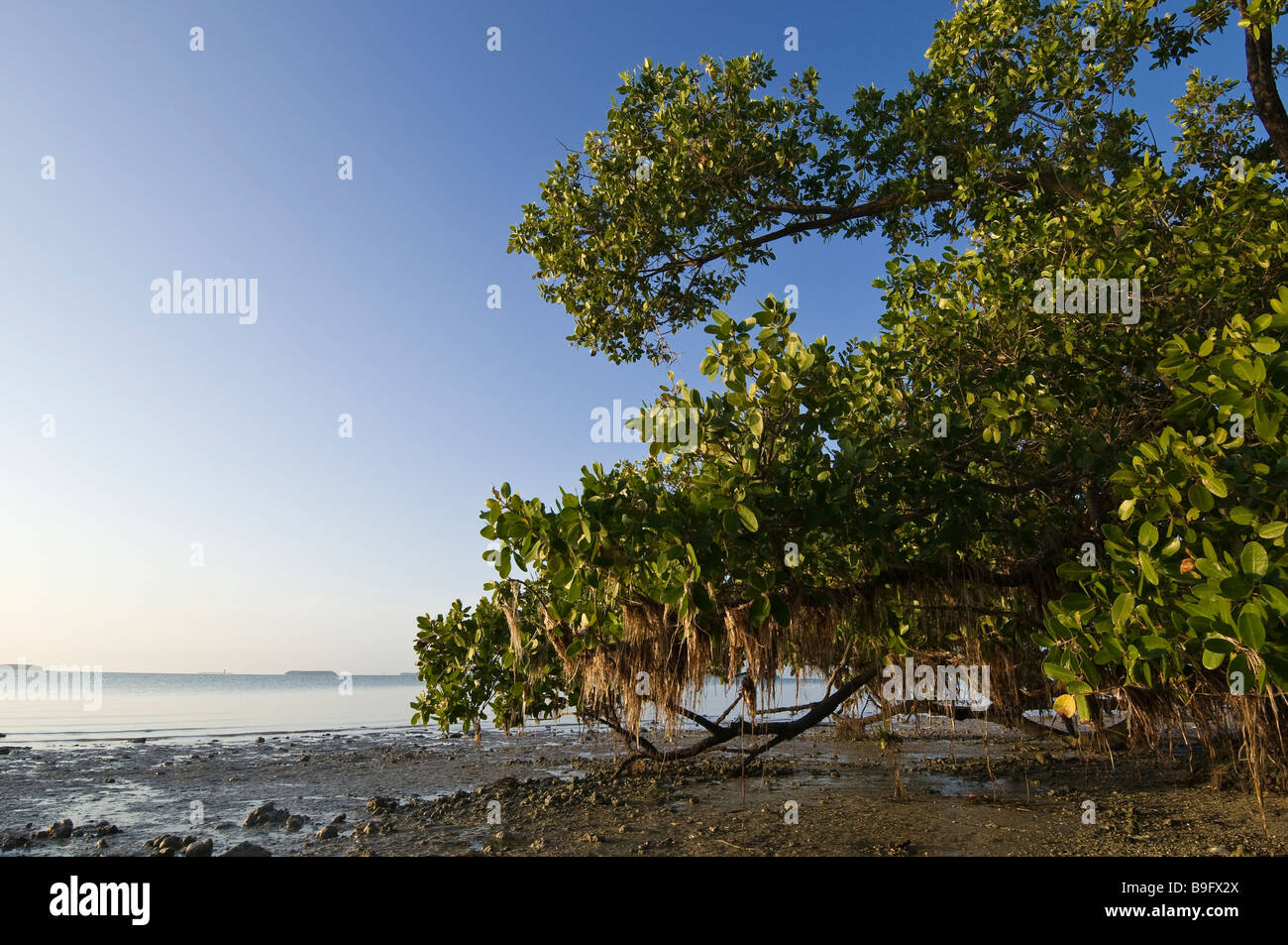 Black mangrove tree hi-res stock photography and images - Alamy