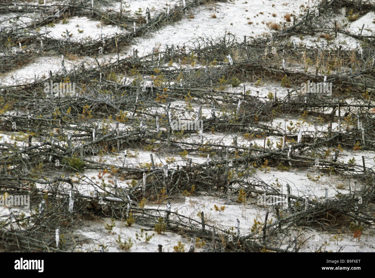 Reinforcing sand dunes Stock Photo - Alamy