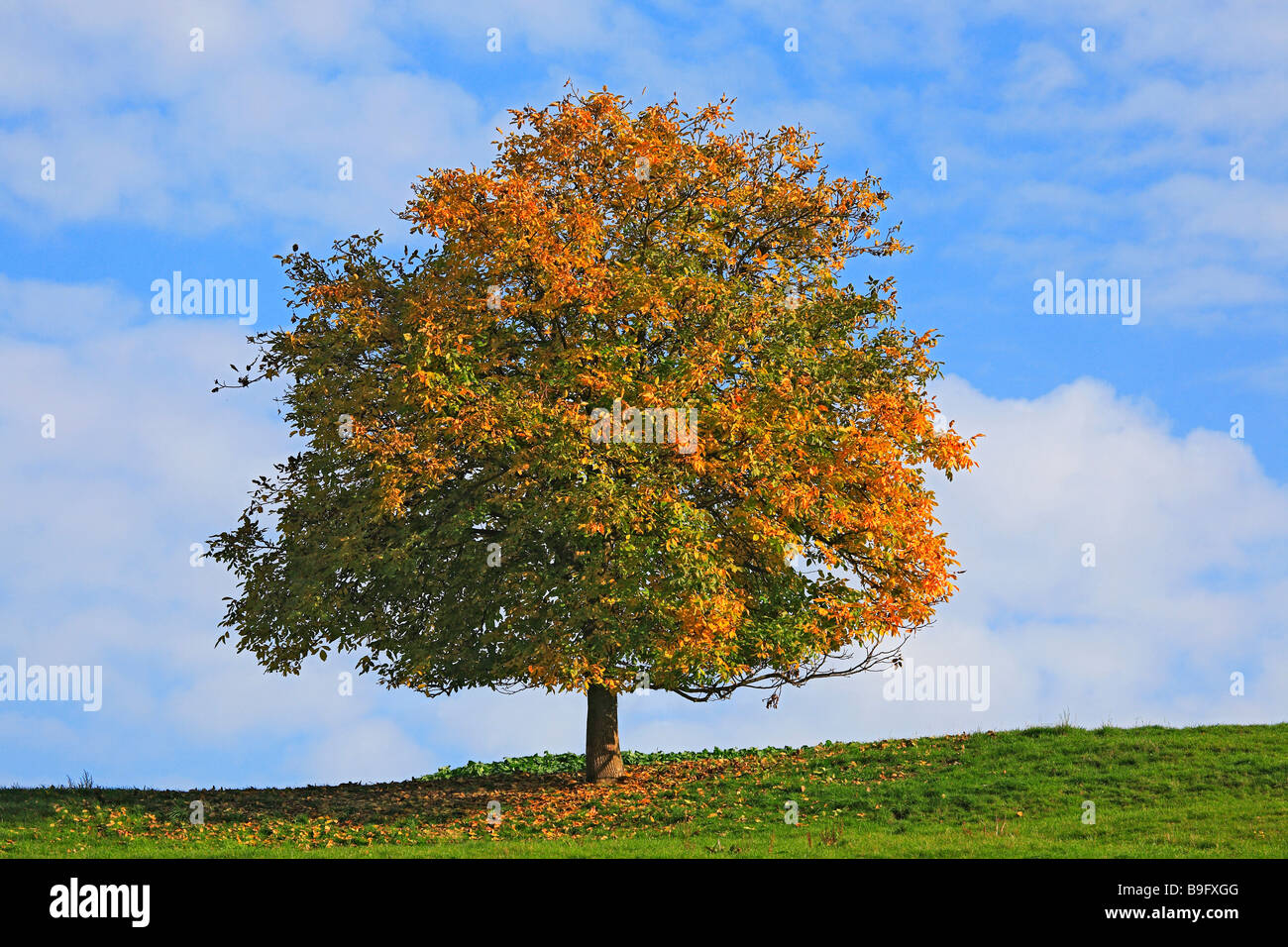 Fall single tree hi-res stock photography and images - Alamy