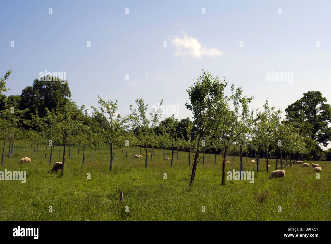 Normandy cider normandie cider hi-res stock photography and images - Alamy