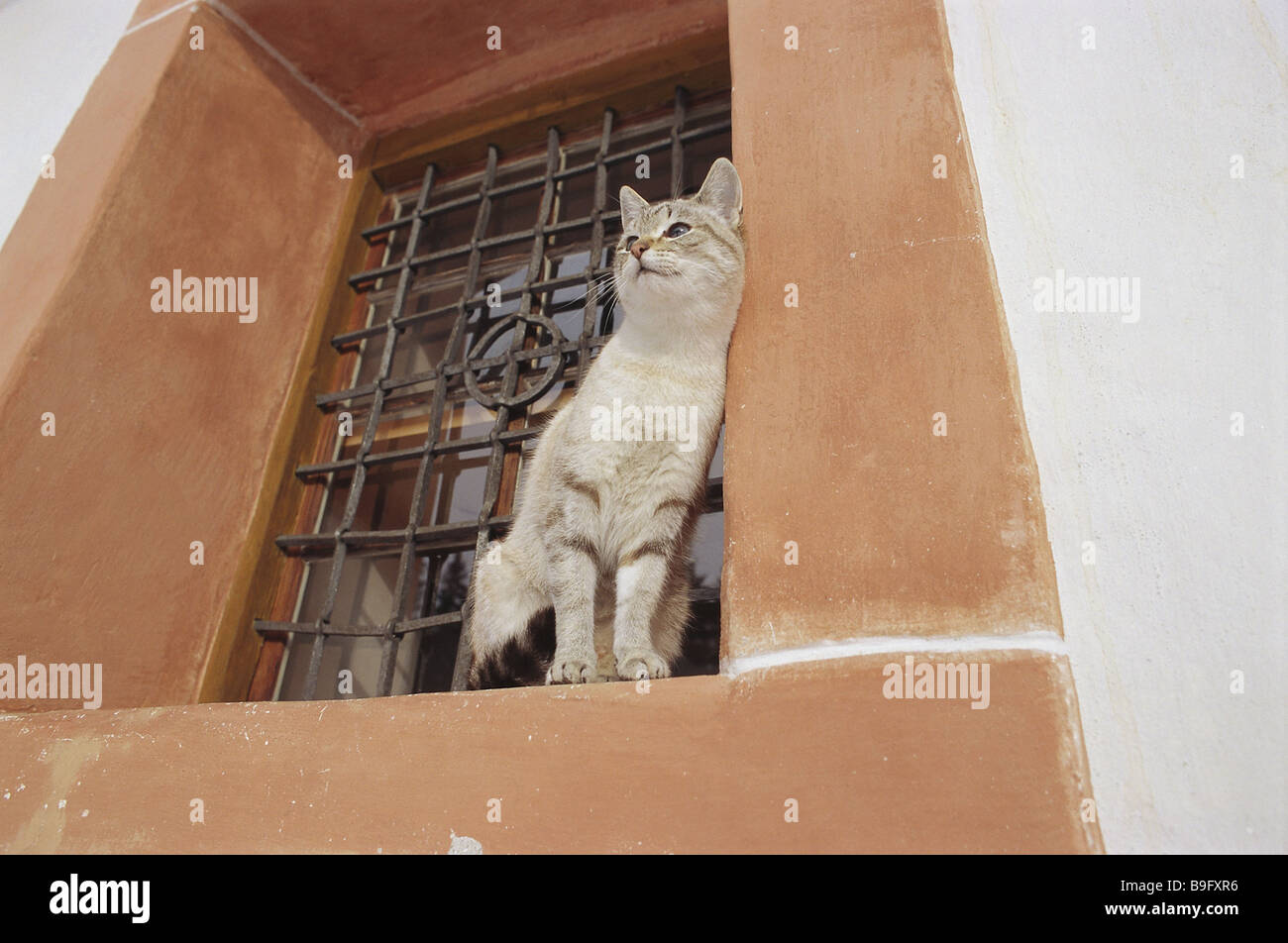 House-facade sill cat sitting observation animal mammal pet house-cat ...