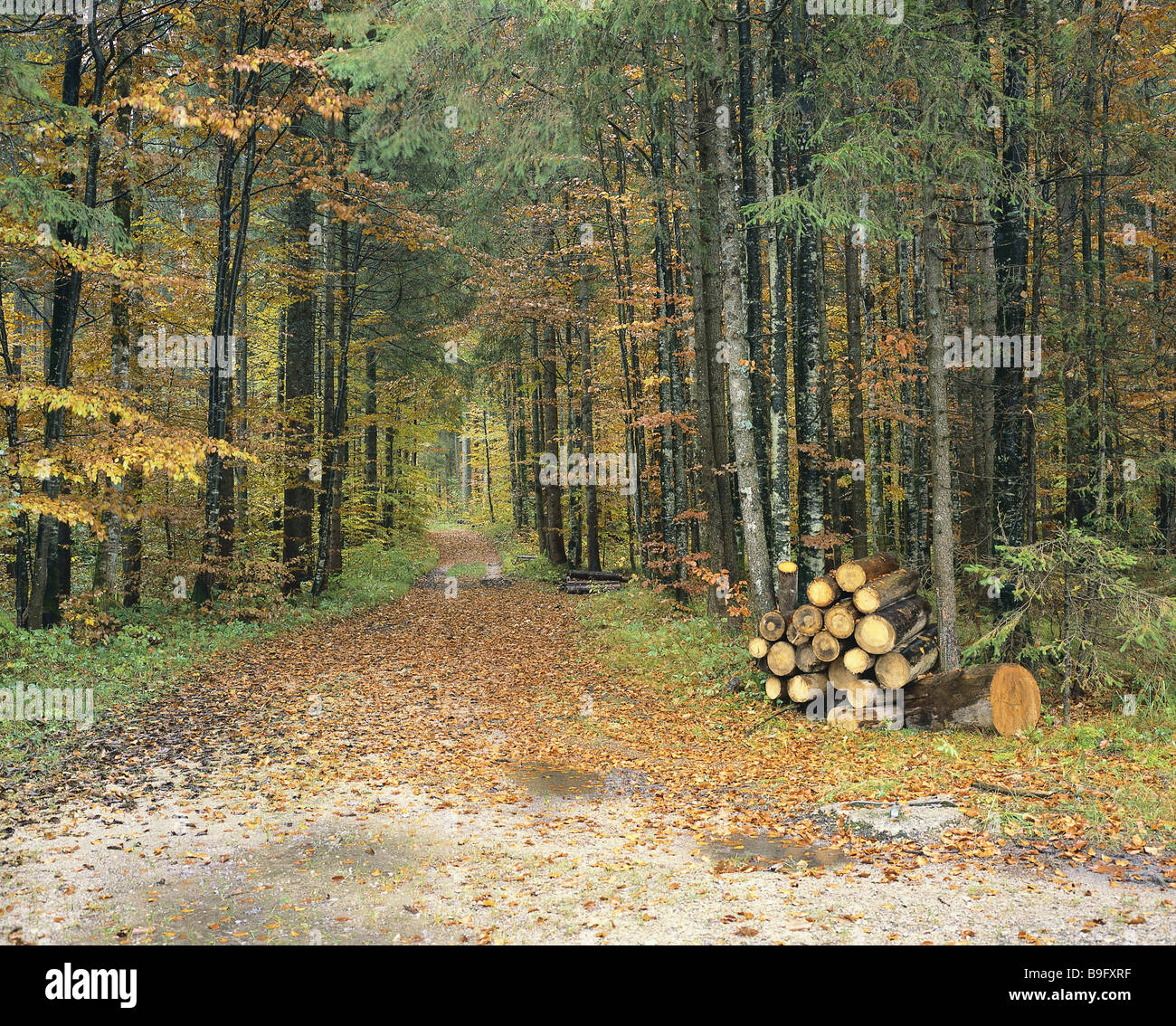 mixed forest way autumn forest autumn forest trees forest path forest ...