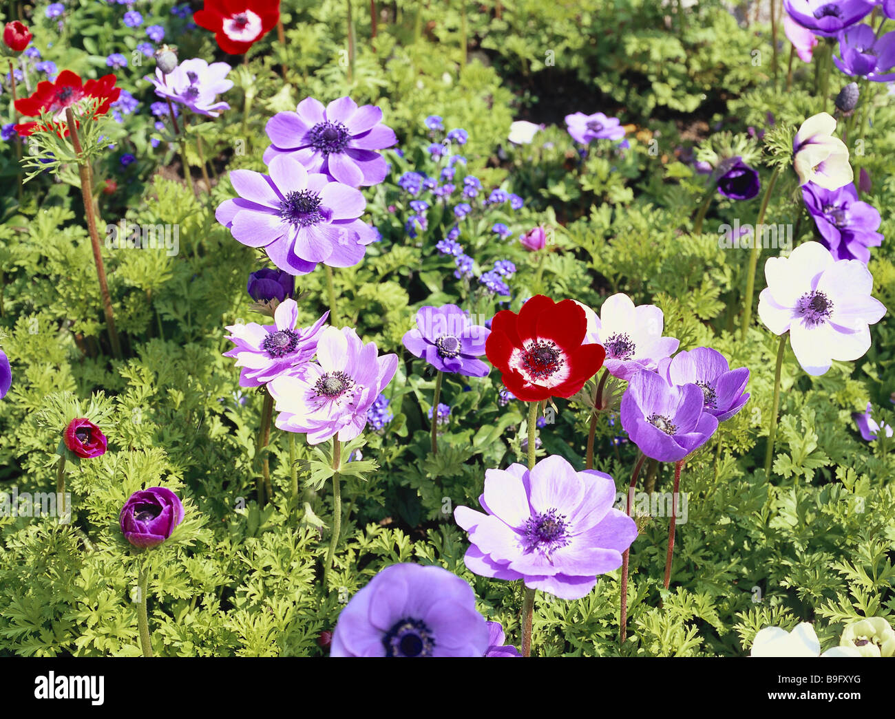 Flower bed crown-anemones anemone coronaria garden bed plants flowers ...