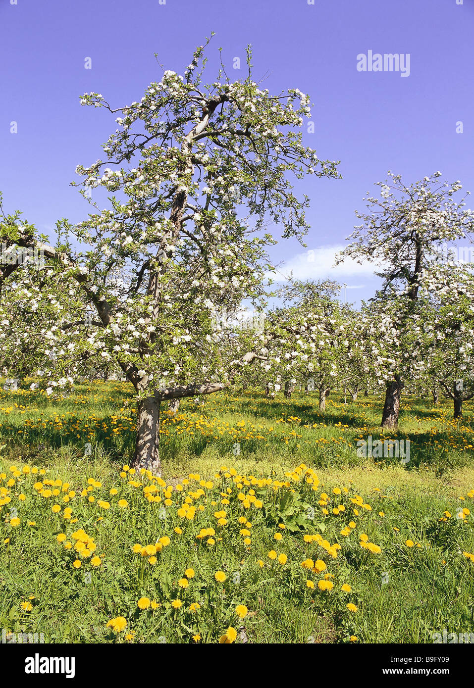 Italy South-Tyrol flower meadow apple trees spring North-Italy orchard ...