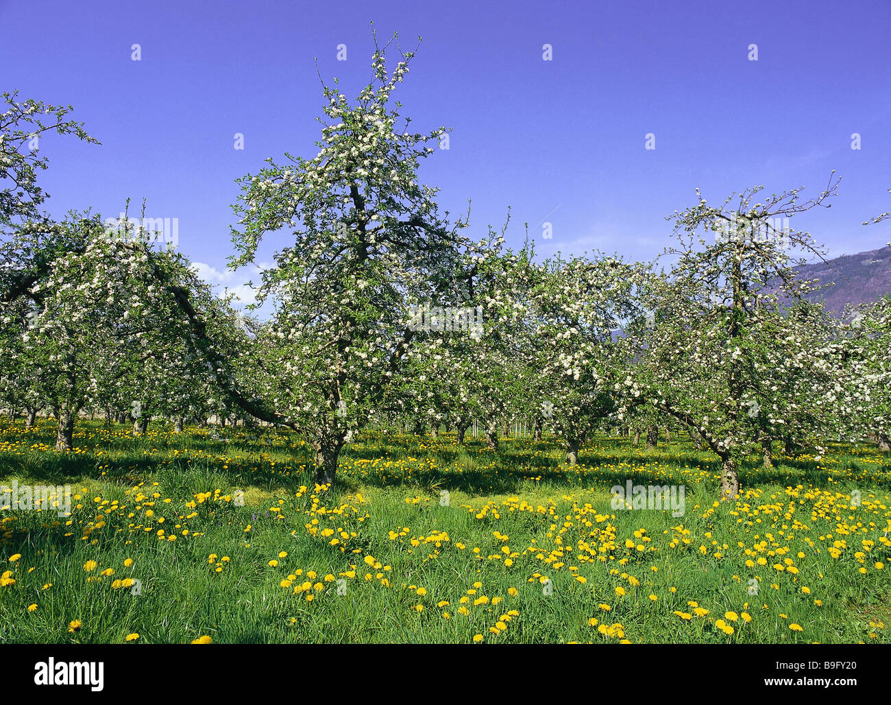 Italy South-Tyrol flower meadow apple trees spring North-Italy orchard ...