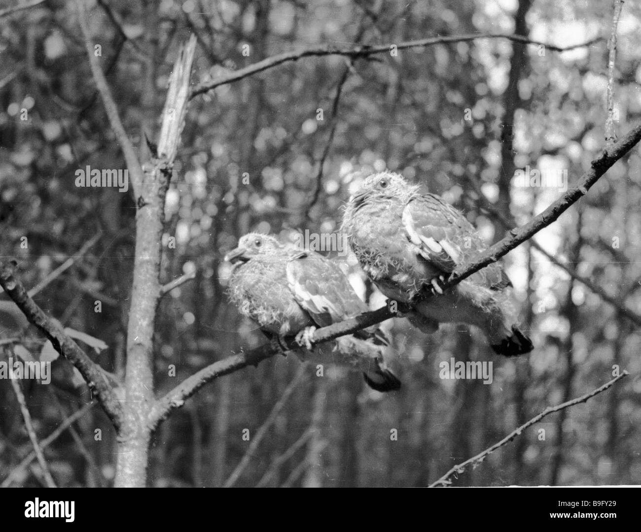 The wood pigeon lives in mixed and deciduous or coniferous forests A ...