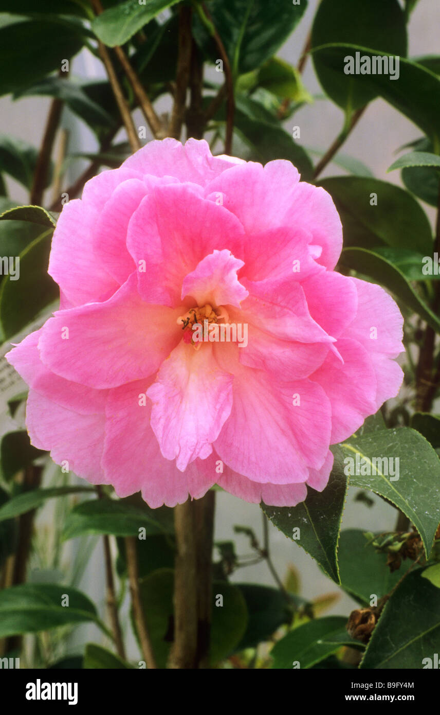Camellia x williamsii 'Glenn's Orbit' pink flower garden plant Stock ...