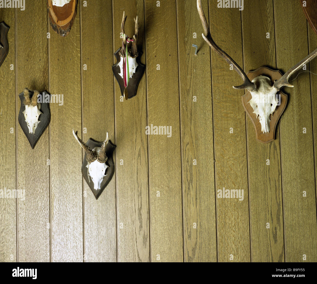 Wood-wall hunt-trophies antlerses Stock Photo - Alamy