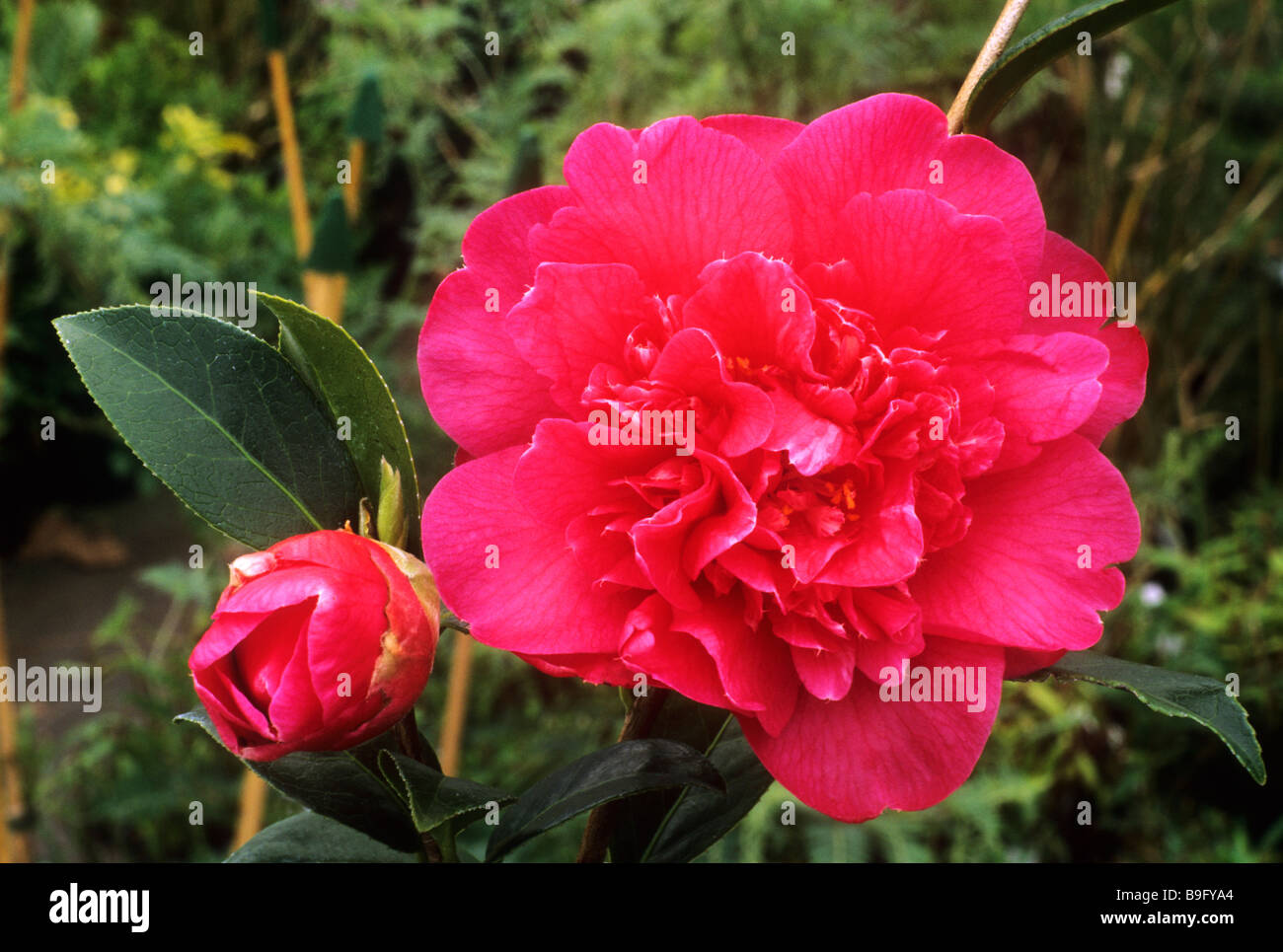 Camellia williamsii ‘anticipation’ hi-res stock photography and images ...