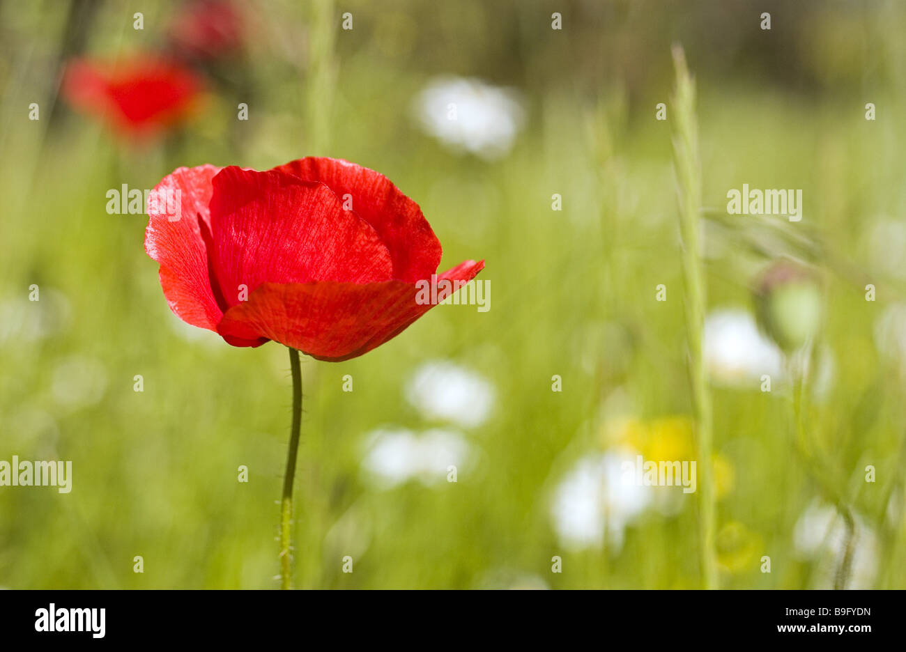 Fire poppy seed hi-res stock photography and images - Alamy