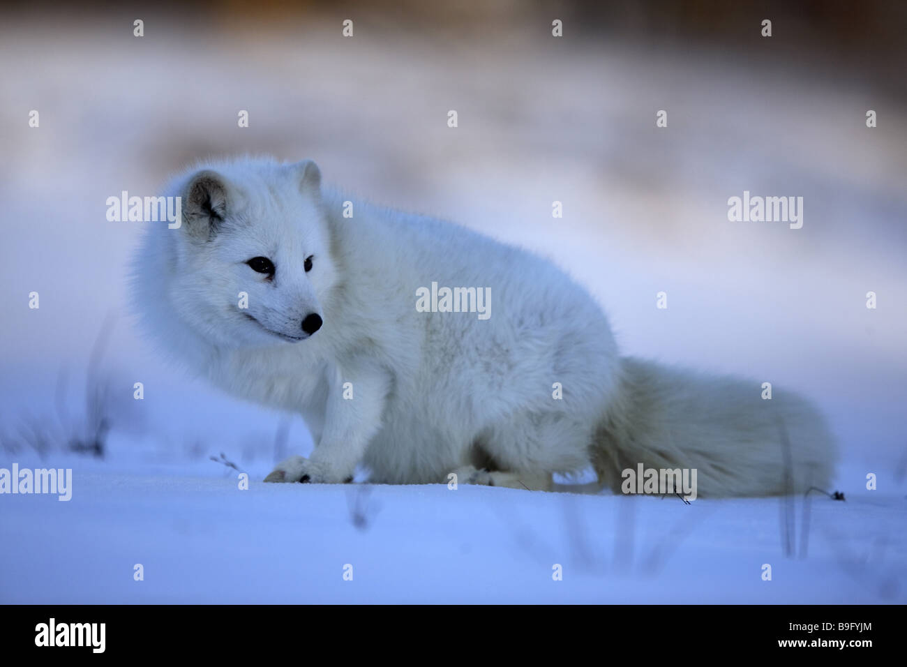Ice-fox polar-fox Alopex lagopus Twilight dusk evening-mood Alaska ...