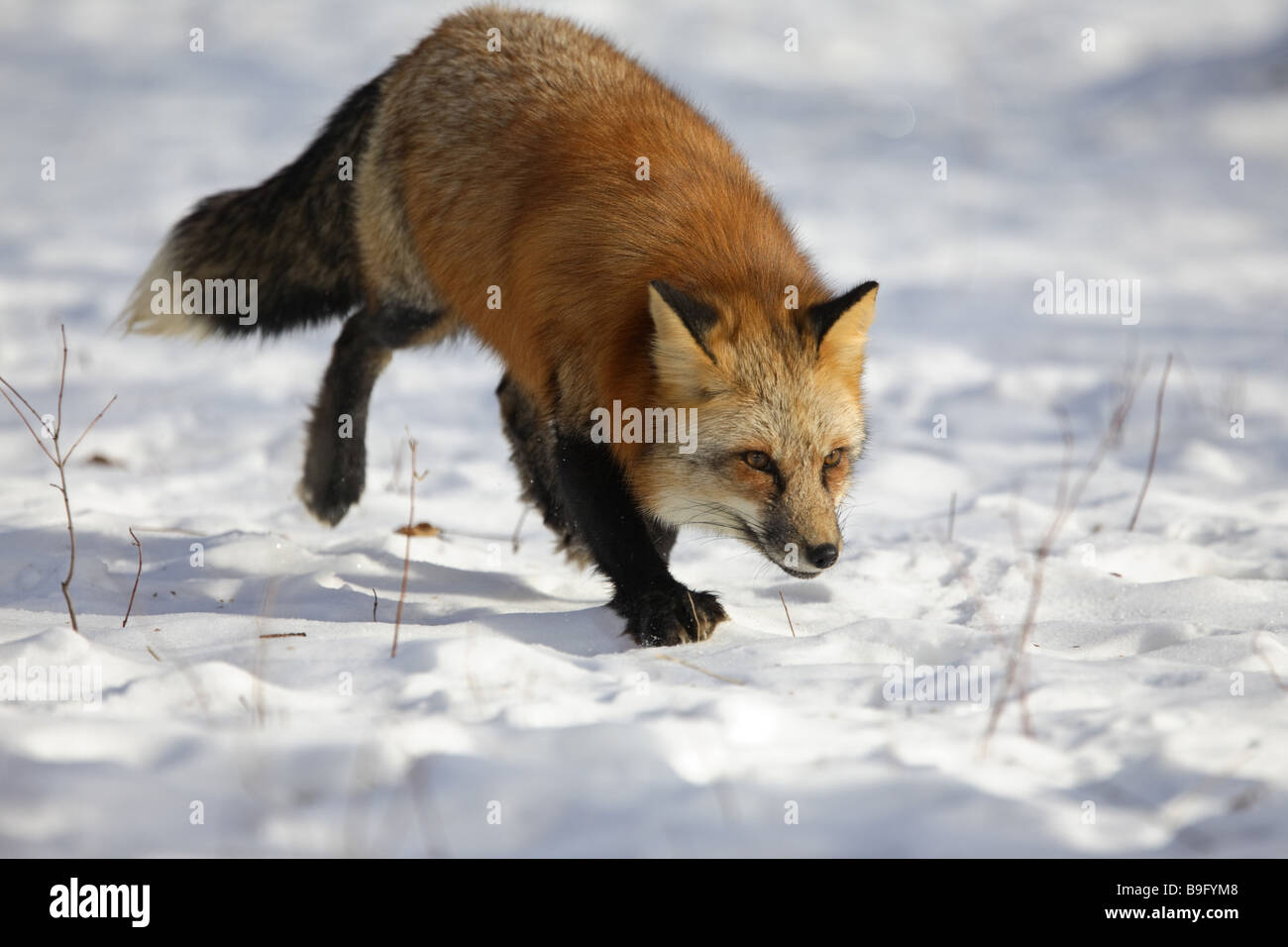 red fox Vulpes vulpes full length portrait Scavengers creeping along ...
