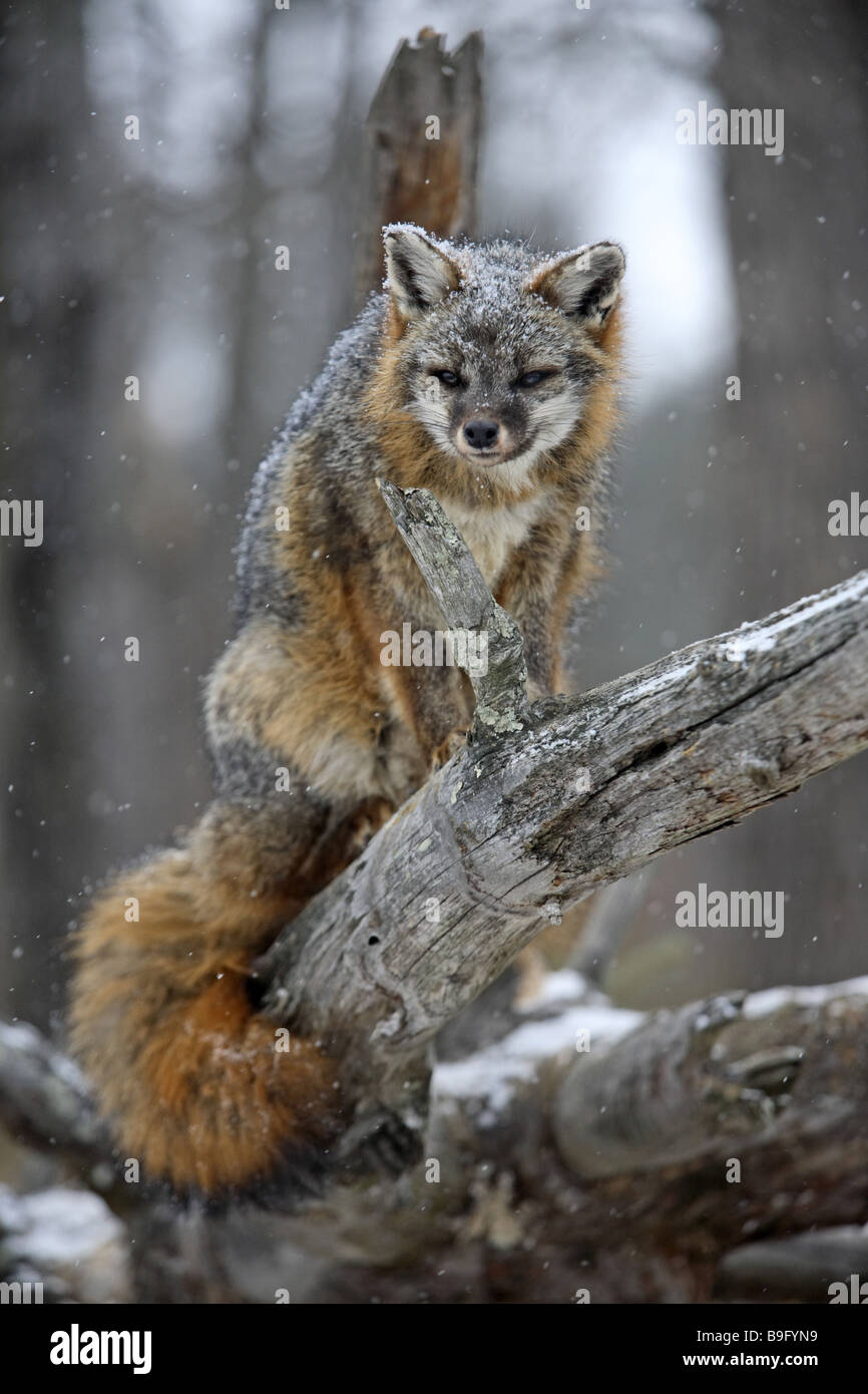 Gray Fox Animal Sitting