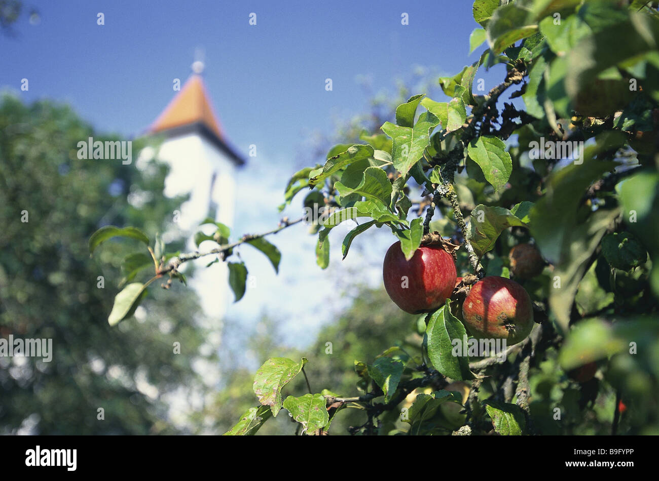 Germany Baden-Württemberg Allgäu apple tree detail branch fruits ...