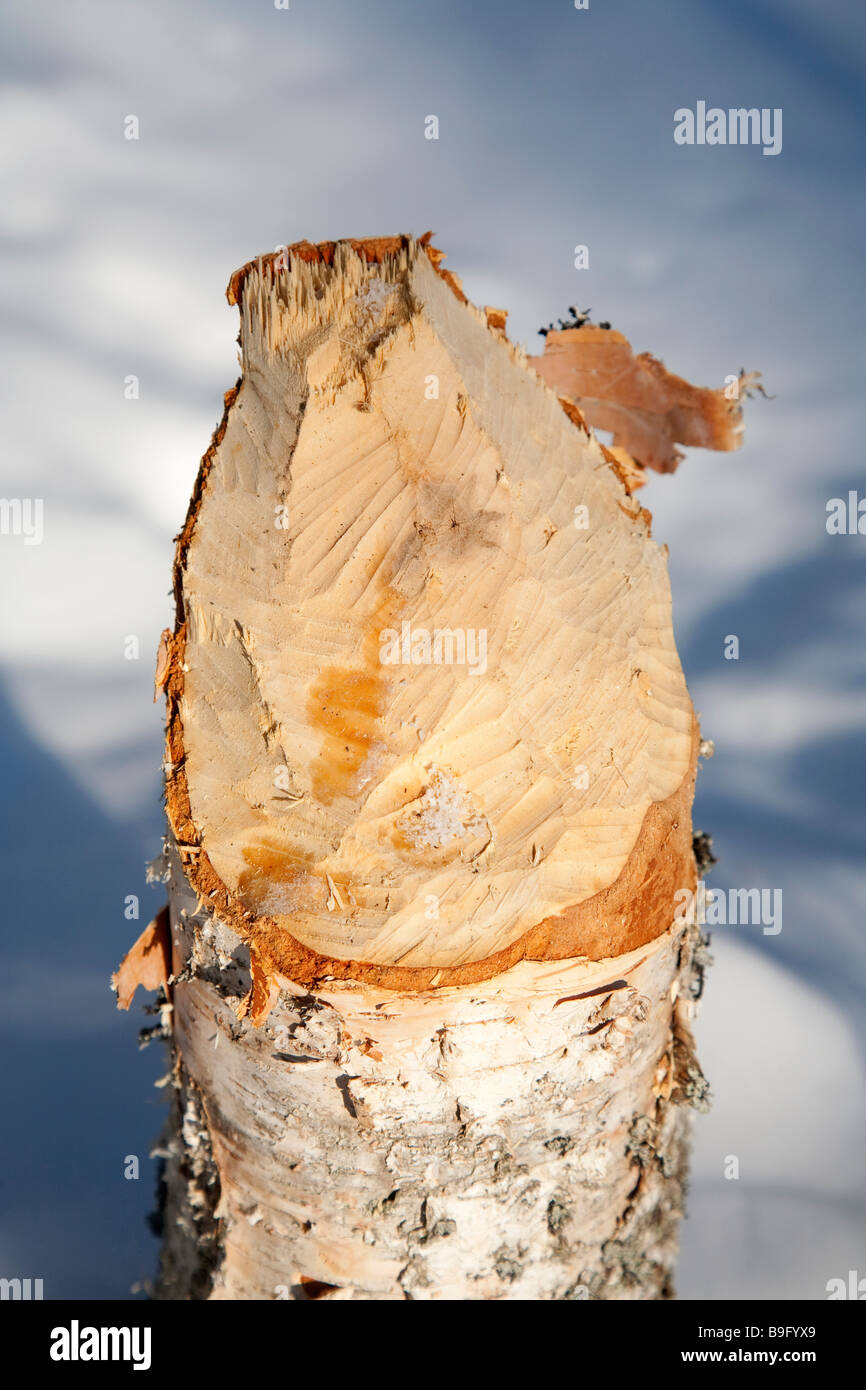 Tooth marks hi-res stock photography and images - Alamy