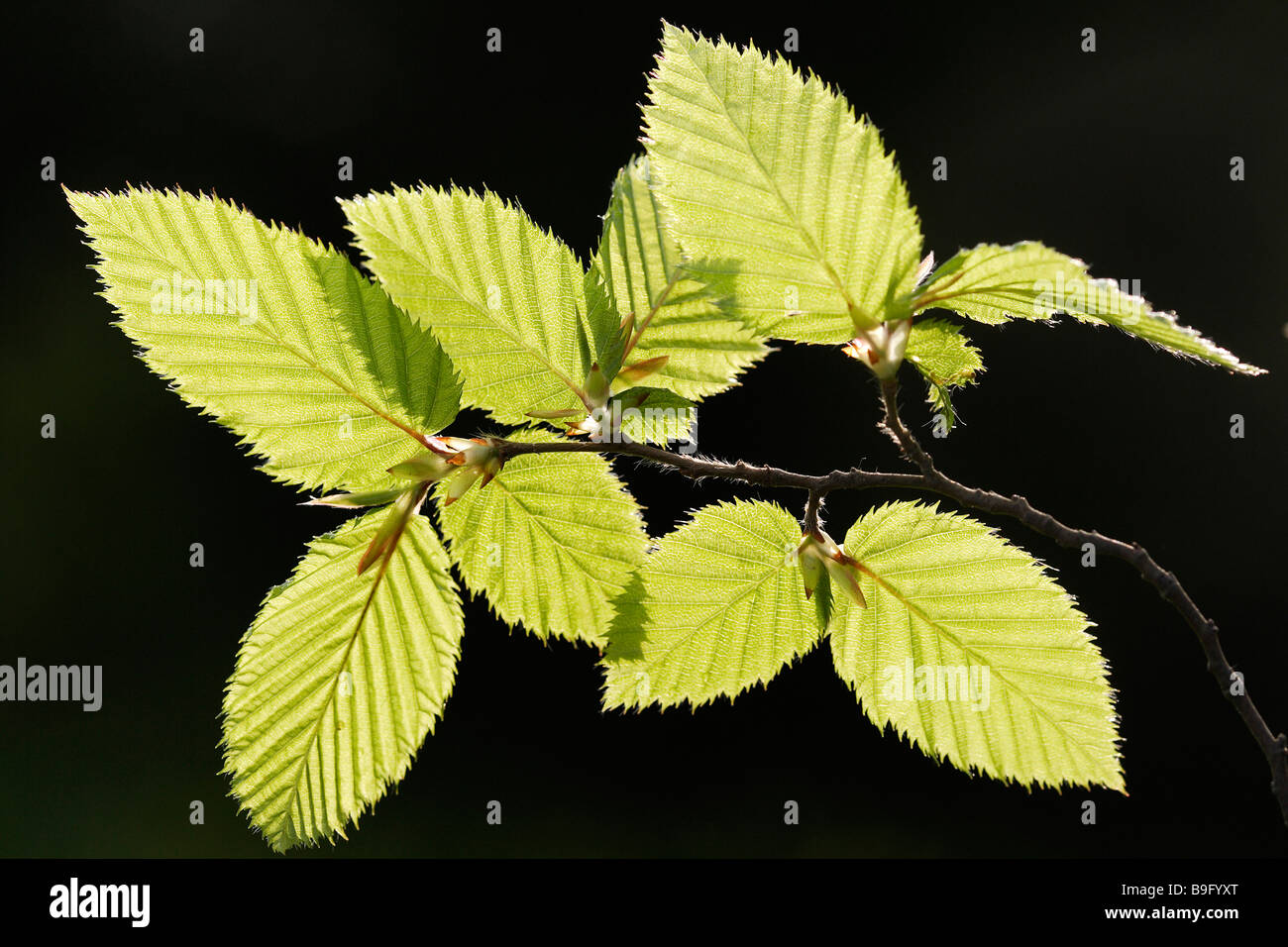 Common Hornbeam, European Hornbeam (Carpinus betulus), fresh leaves ...