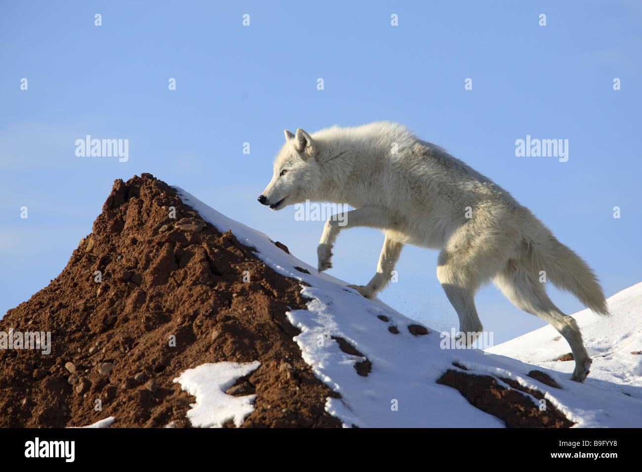 Greenland wolf hi-res stock photography and images - Alamy