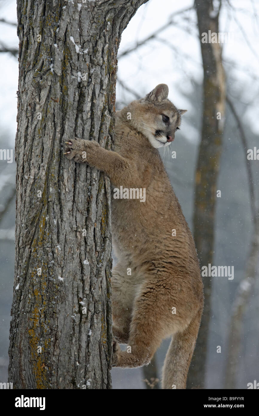 Puma Profelis concolor tree climbs Tree log observing mountain-lion ...