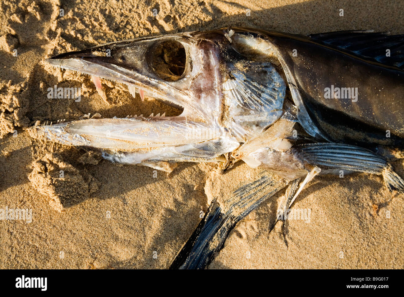 Fish head rotting hi-res stock photography and images - Alamy